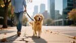9 Best Dog Walking Apps to Make Extra Money
